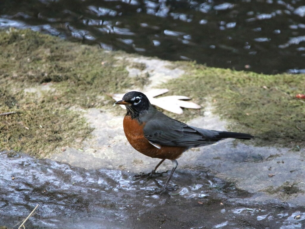 American Robin from Hardwick Township, NJ, USA on January 10, 2025 at ...