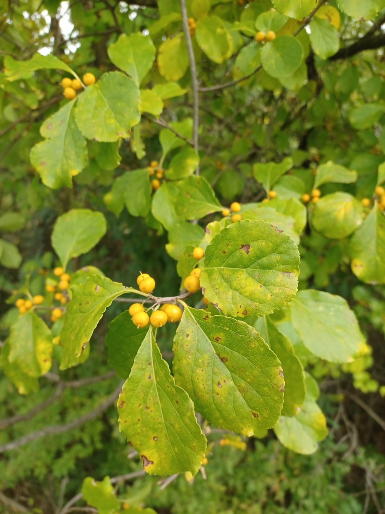 Oriental bittersweet from Williamsport, MD 21795, USA on September 16 ...