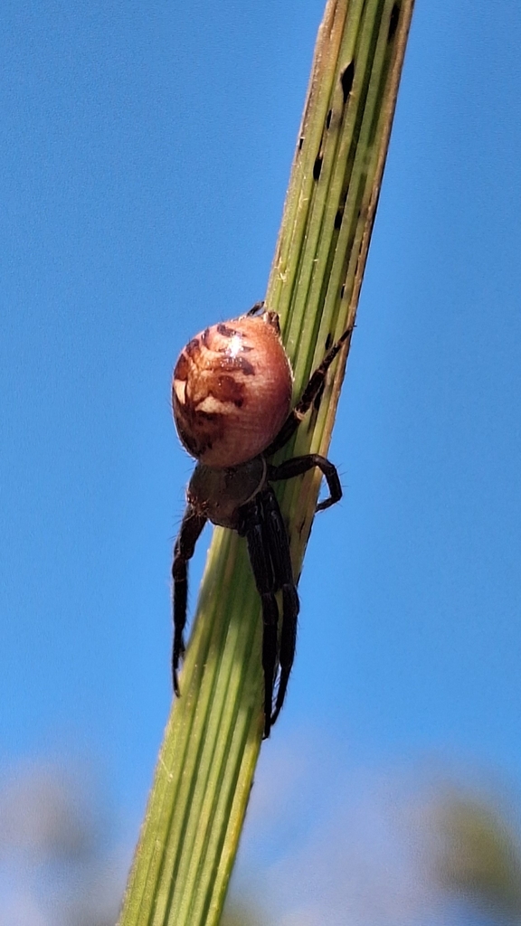 African Mask spider from Cape Town, South Africa on January 11, 2025 at ...