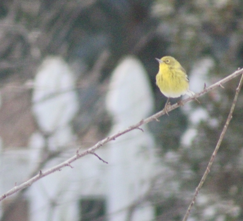Pine Warbler from Rice Valley Rd N, Tuscaloosa, AL, US on January 11 ...