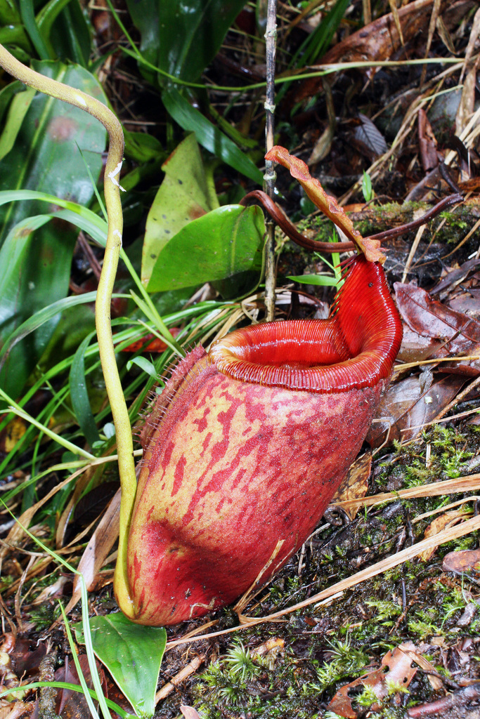 The Wonderful Pitcher Plant (Nepenthes mira) - Botanical Realm