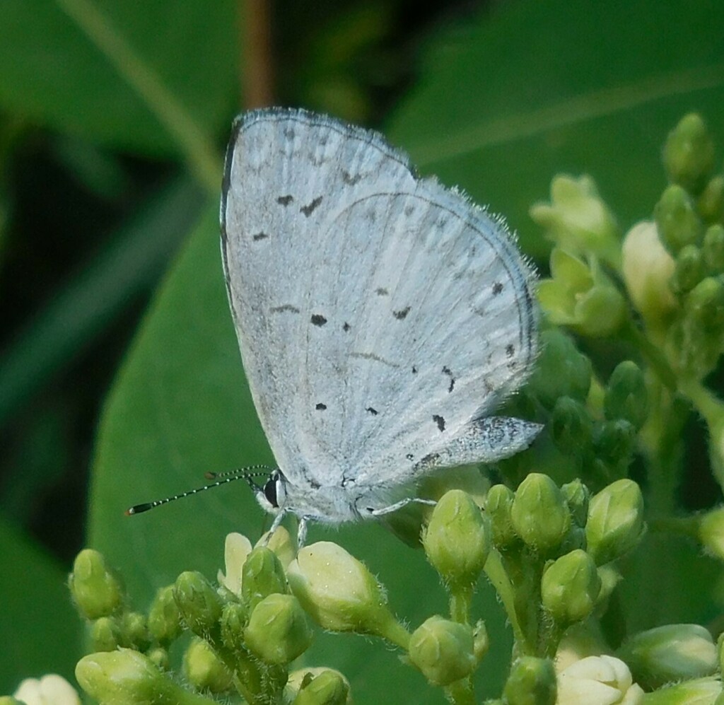 Summer Azure from Butterfly Gardens of Central Park, East Dr. &, 102nd ...