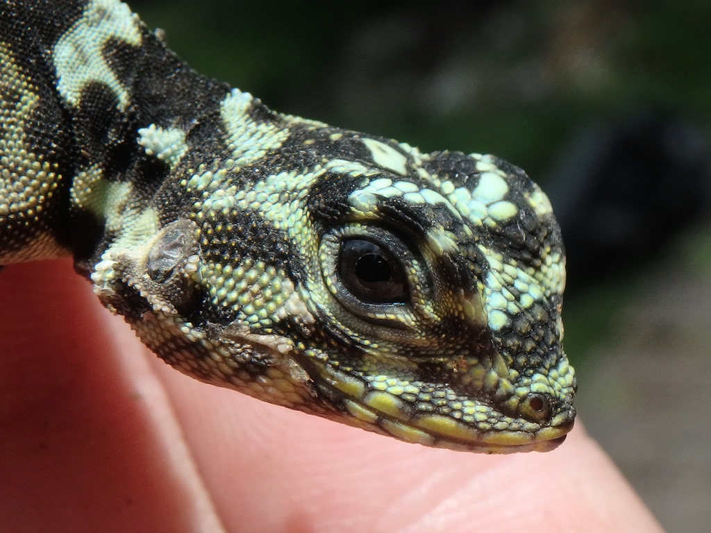 Collared Treerunner from Aguarico, Parque Nacional Yasuní, Orellana ...