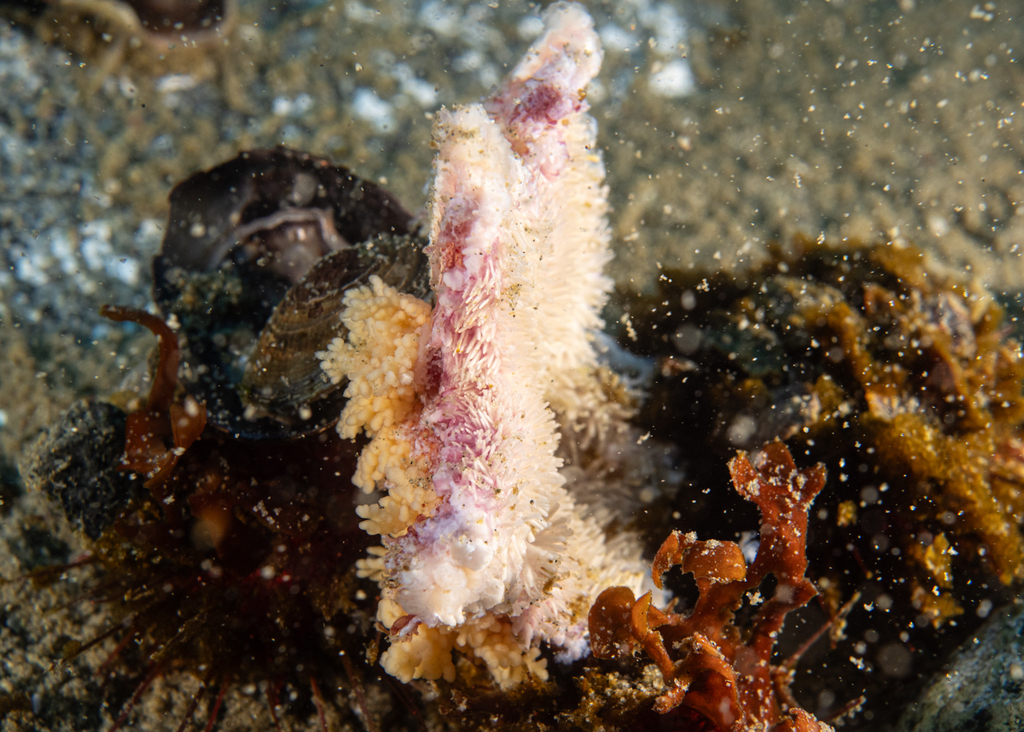 Antarctic starfish from Antarctica on January 6, 2025 at 07:15 PM by ...