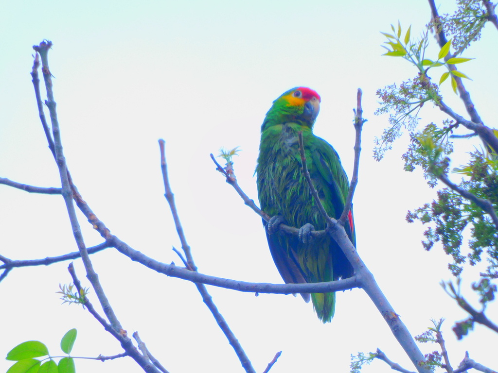 Red-lored Amazon in January 2025 by Reximiliano · iNaturalist