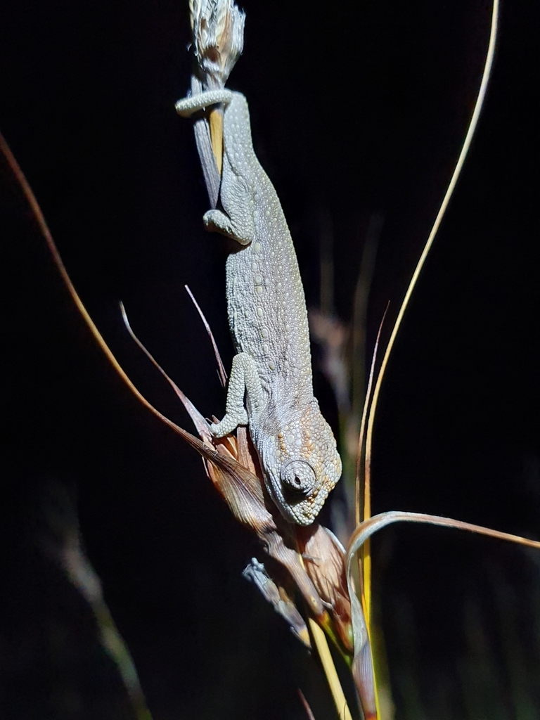 Swartberg Dwarf Chameleon in April 2023 by Courtney Hundermark ...