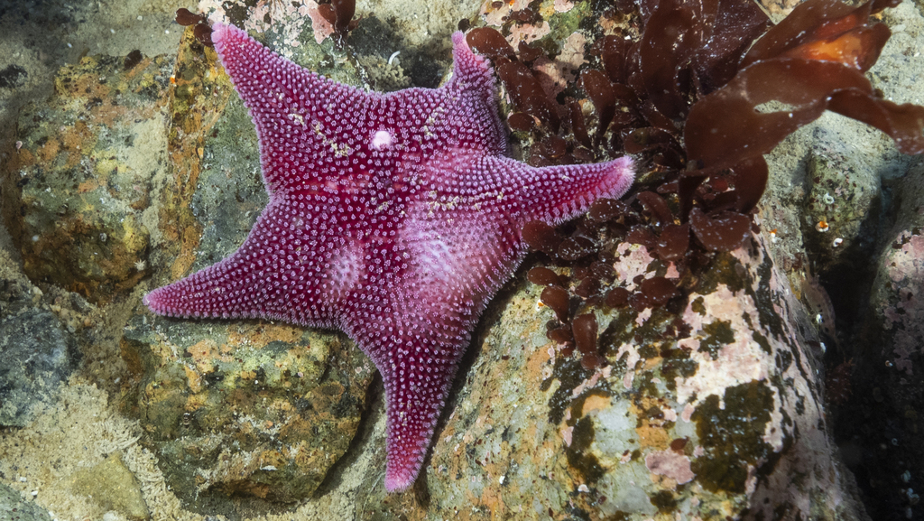 Antarctic starfish from Antarctica on January 8, 2025 at 09:01 PM by ...
