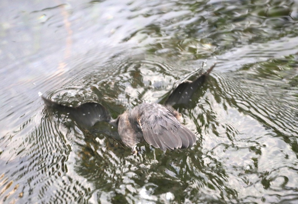 American Dipper from Anchorage, AK, USA on July 28, 2024 at 08:18 AM by ...