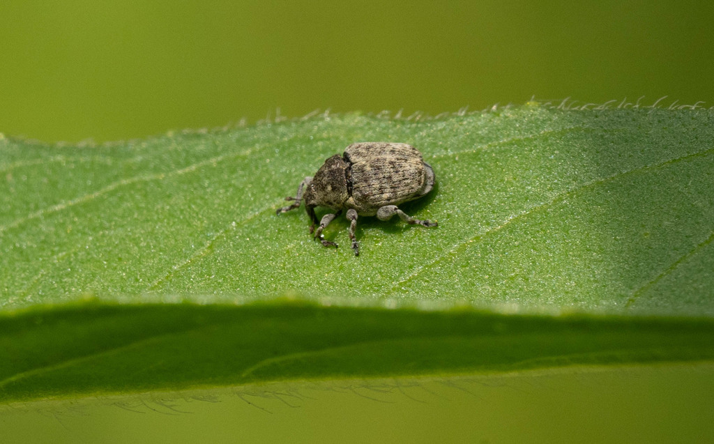 Acanthoscelidius acephalus in July 2024 by ipat · iNaturalist