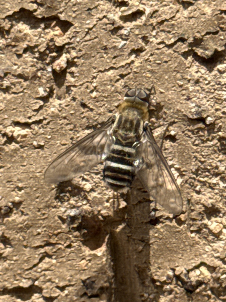 banded bee flies from Chapman Dr, Wyndham Vale, VIC, AU on January 11 ...