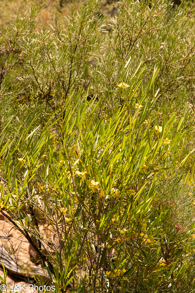 Tall Labichea from Kalbarri National Park WA 6536, Australia on ...
