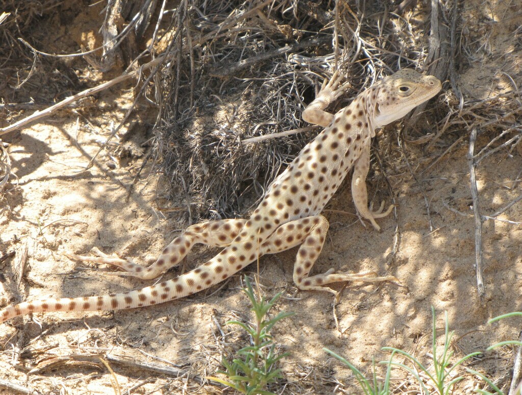 Long-nosed Leopard Lizard in August 2021 by pjrohman. Found on a semi ...