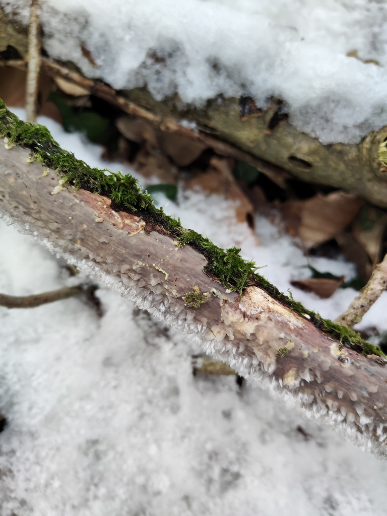 waxy crust from C6V2+6H, 14193 Berlin, Deutschland on January 11, 2025 ...