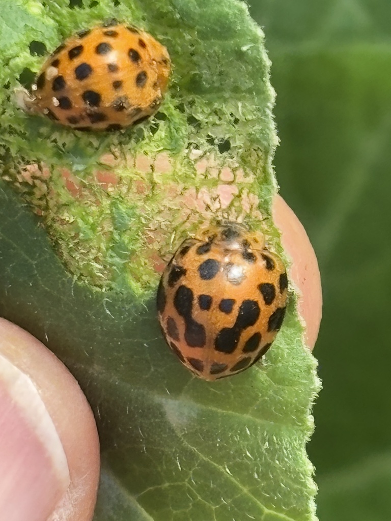 Henosepilachna sumbana from Burraneer Rd, Coomba Park, NSW, AU on ...
