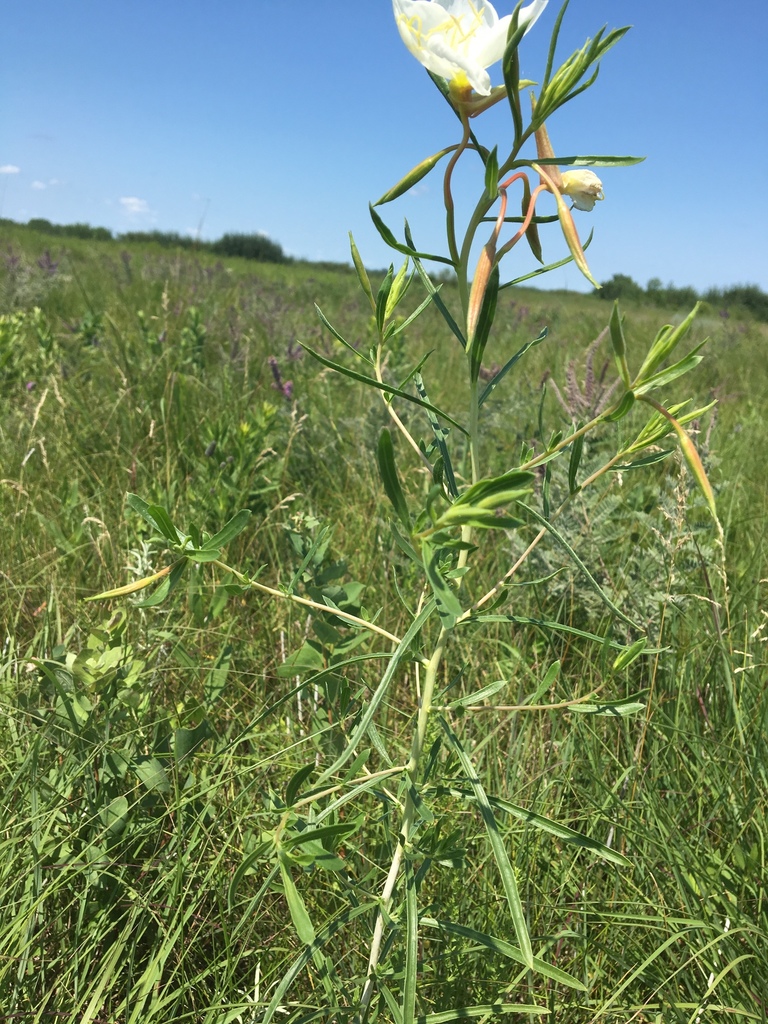 White-stemmed Evening-primrose (Oenothera nuttallii) - Botanical Realm