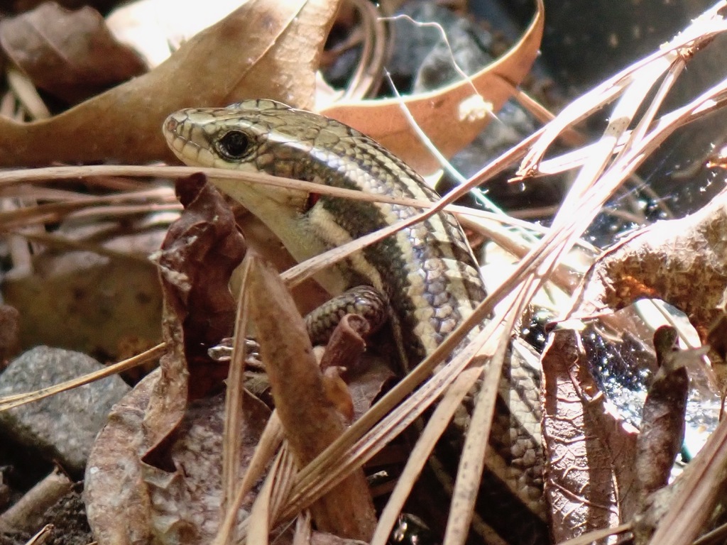Common Five-lined Skink from Winston-Salem, NC, USA on May 09, 2021 at ...