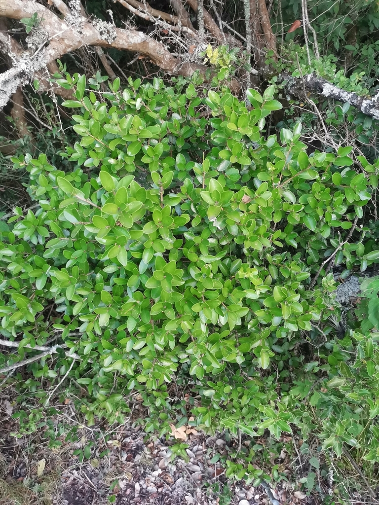 Daphnopsis racemosa from Uruguay on January 11, 2025 at 07:29 PM by ...
