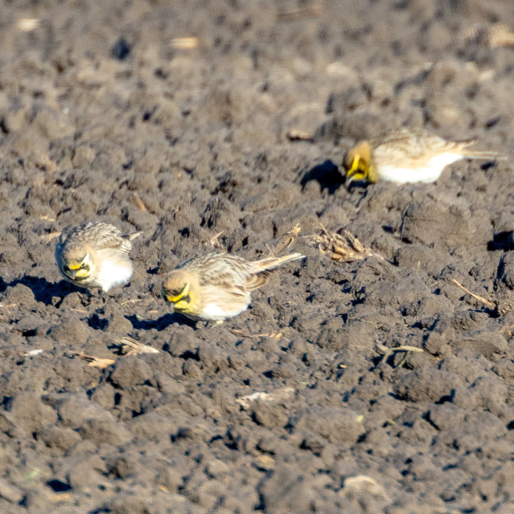 Horned Lark from Nueces County, TX, USA on January 11, 2025 at 09:53 AM ...