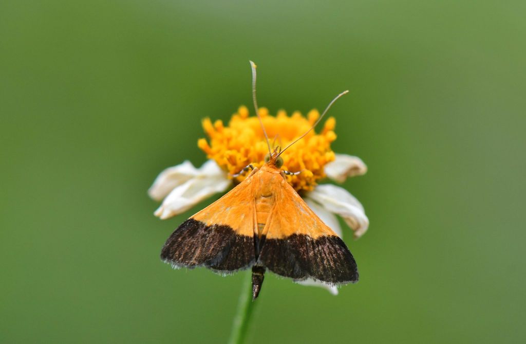 Pyrausta augustalis from Monterrey, N.L., México on July 27, 2019 at 12 ...