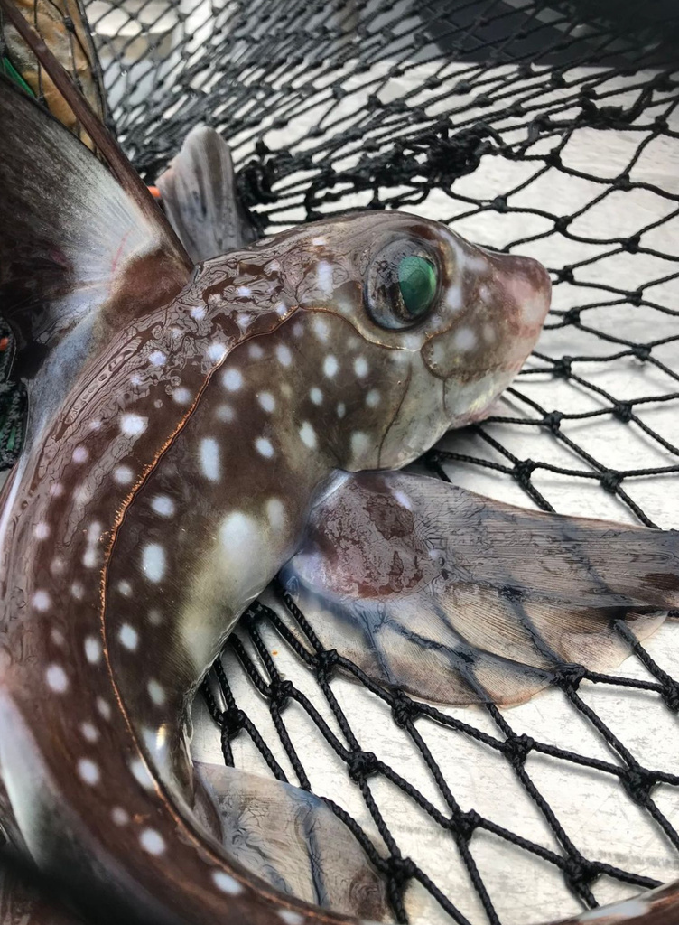 Spotted Ratfish in January 2025 by blohemius · iNaturalist