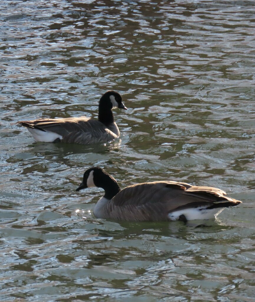 Cackling Goose from Bishop, CA 93514, USA on January 11, 2025 at 03:25 ...