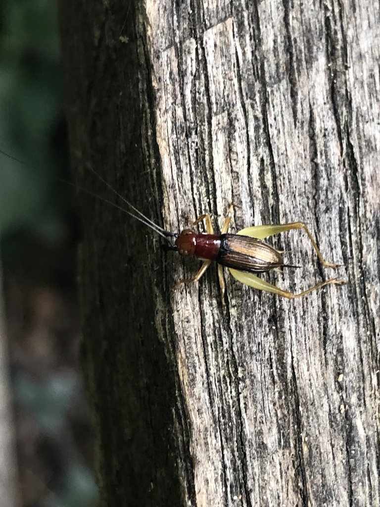 Red-headed Bush Cricket from Glebe Road Park, Arlington, VA, US on July ...