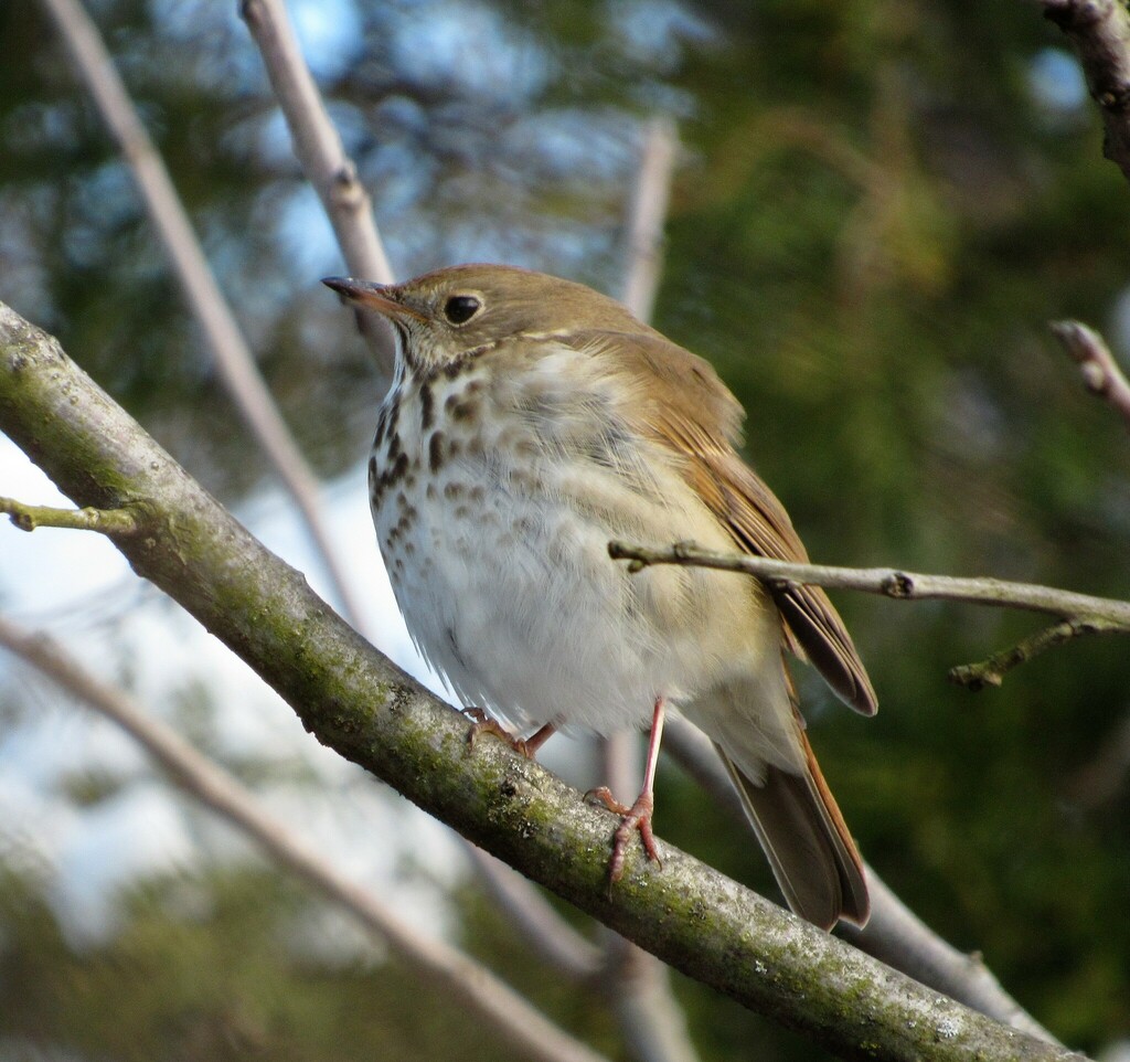 Hermit Thrush from Kroger Hills State Reserve, Hamilton County, OH on ...