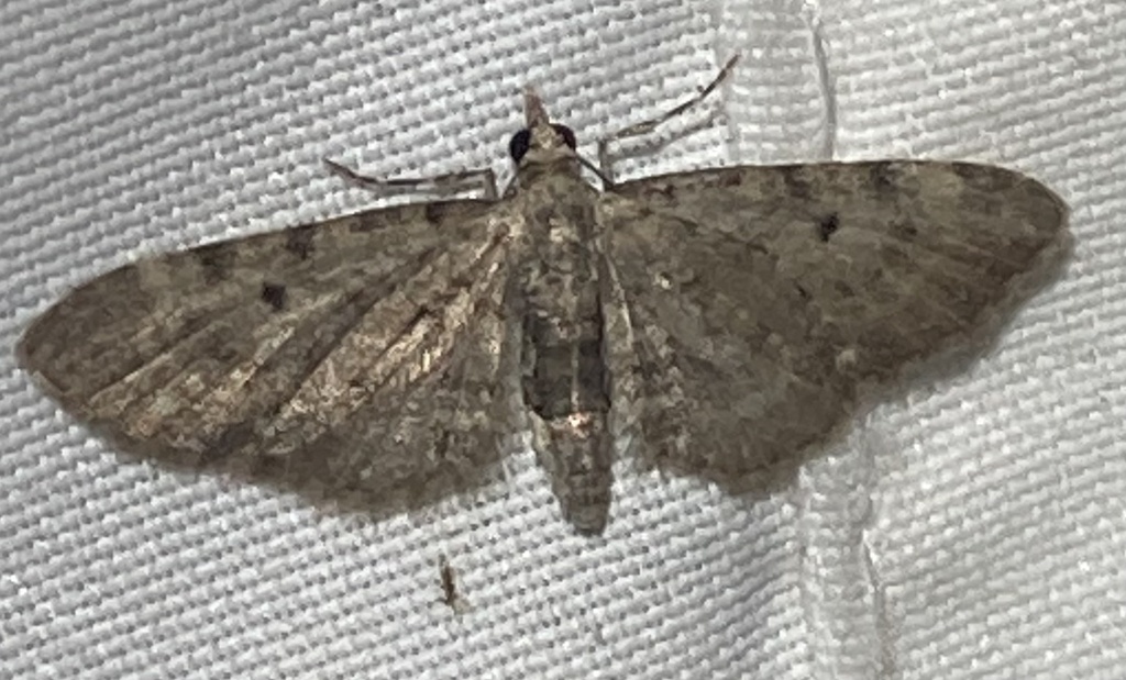 Common Eupithecia Moth from Jonathan's Way, Brewster, MA, US on June 24 ...
