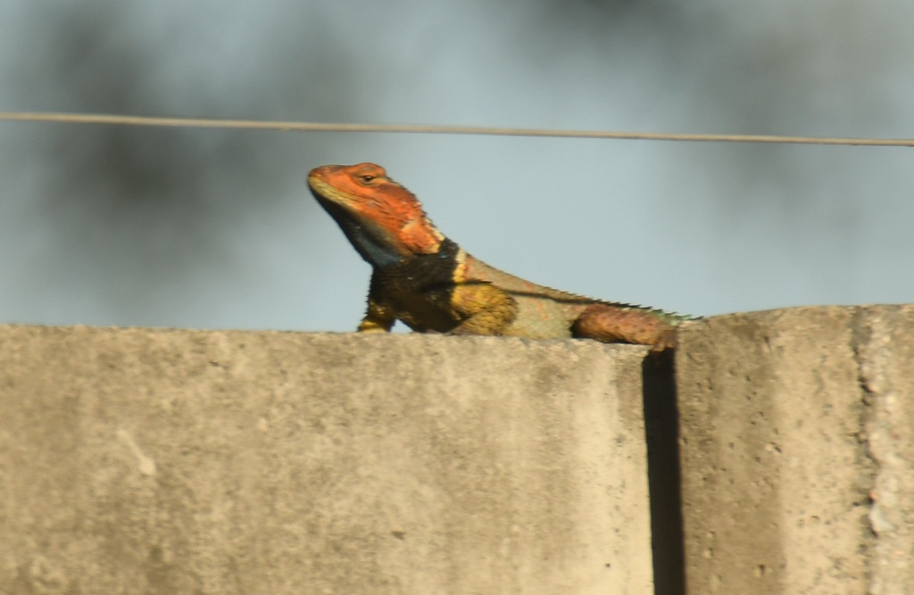 Blue Spiny Lizard from Guadalupe, N.L., México on December 23, 2024 at ...