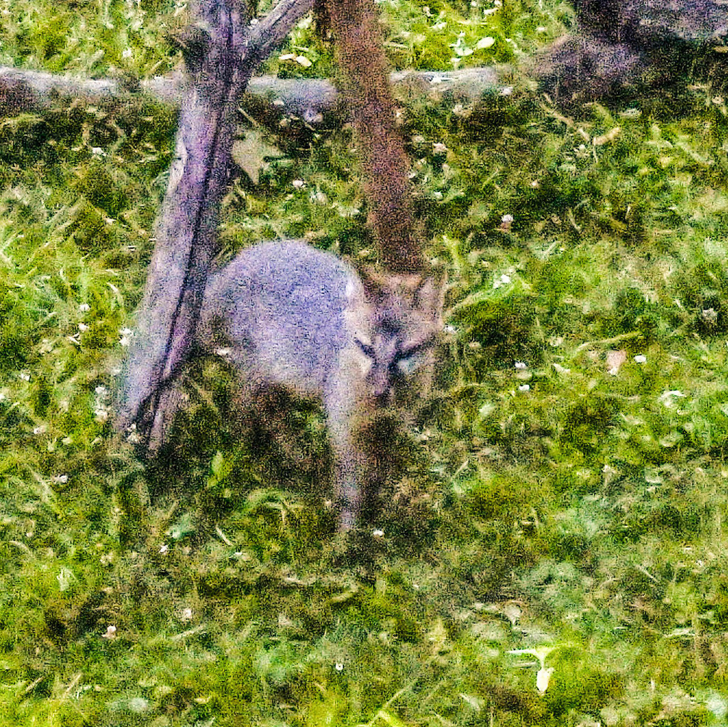 Gray Fox from 1635 S Jefferson St, Hastings, MI 49058, USA on July 24 ...