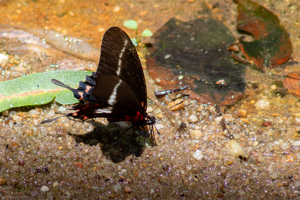 Mimoides lysithous from Av. Luís Carlos Gentile de Laet, 2500 ...