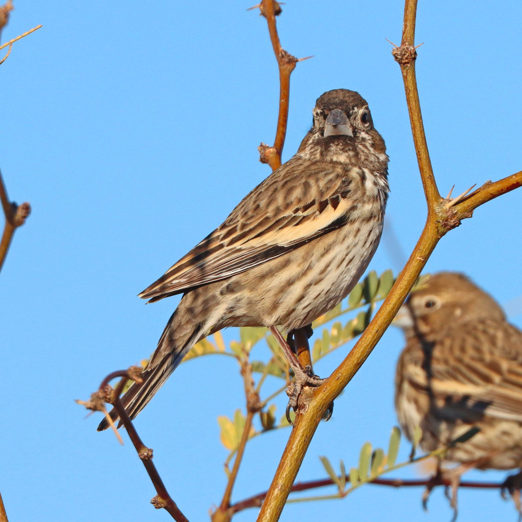 Lark Bunting from Canoa Ranch, AZ, USA on January 11, 2025 at 08:48 AM ...