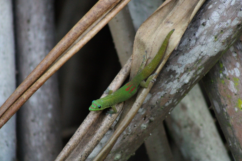 Gold Dust Day Gecko from Haleiwa, HI 96712, USA on January 11, 2025 at ...