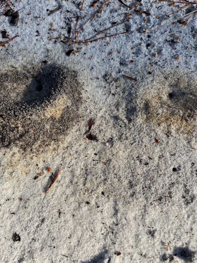 Pyramid Ants from Hobe Sound, FL 33455, USA on December 31, 2024 at 08: ...