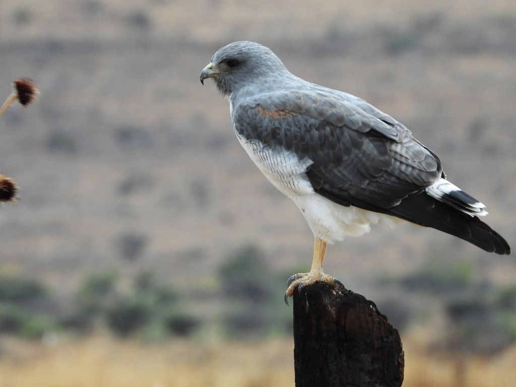 White-tailed Hawk from Monte Escobedo, Zac., México on January 9, 2025 ...
