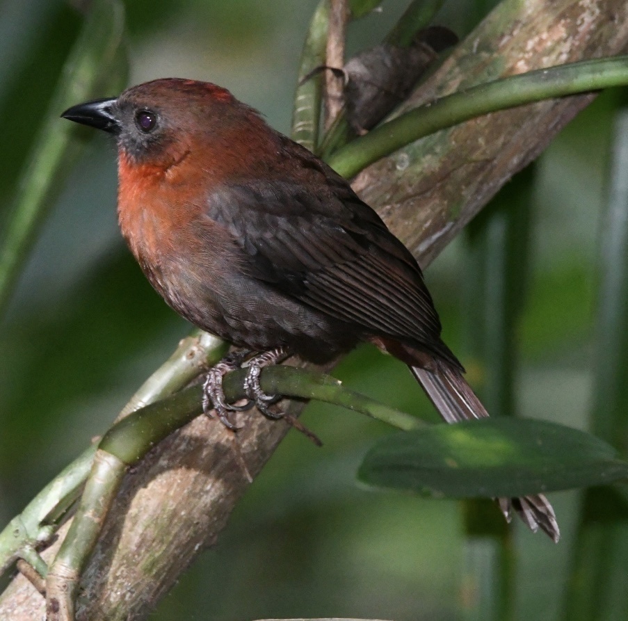 Red-throated Ant-Tanager from Colón, PA on January 11, 2025 at 09:48 AM ...
