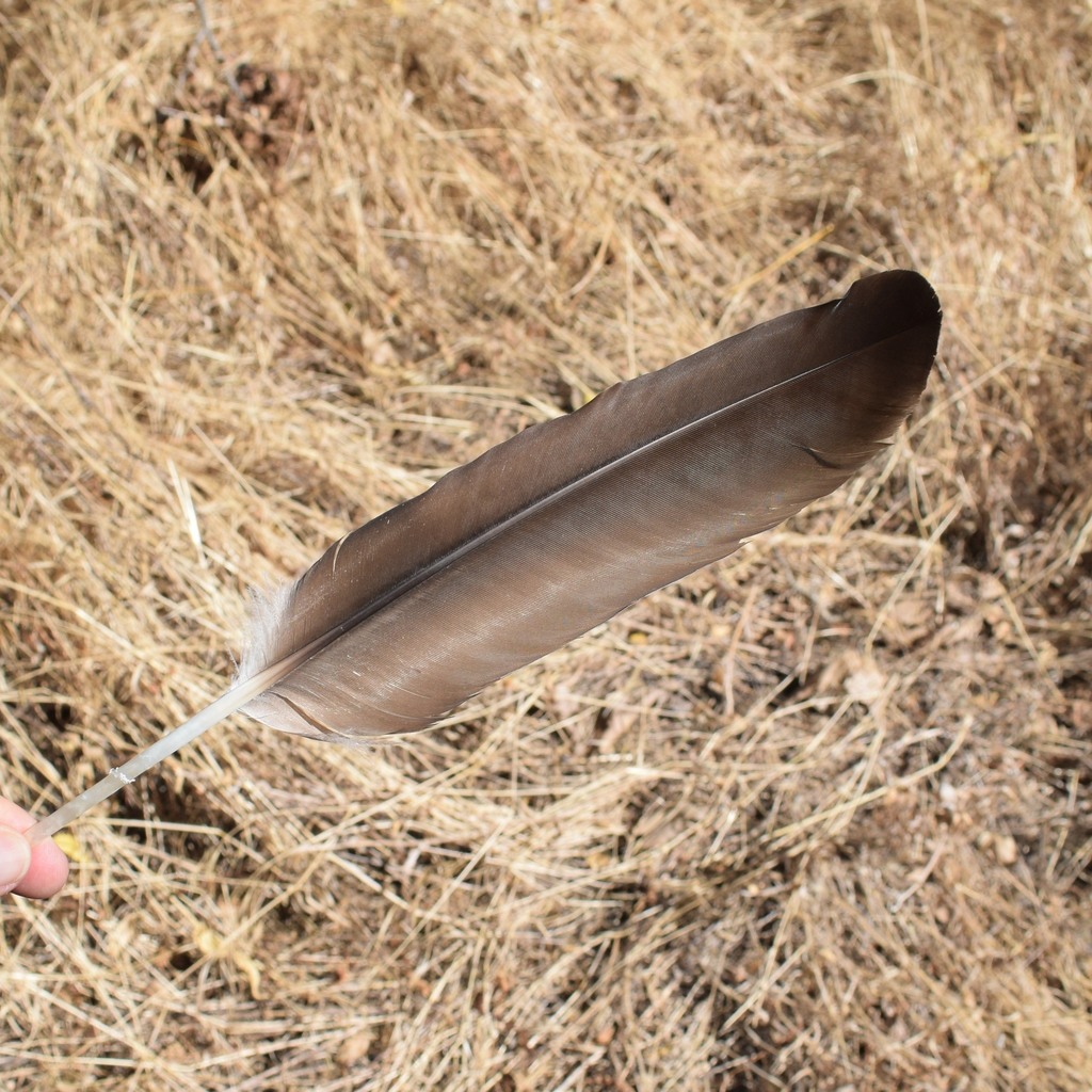 Turkey Vulture from Coyote Creek Visitor Center Area, Morgan Hill, CA ...