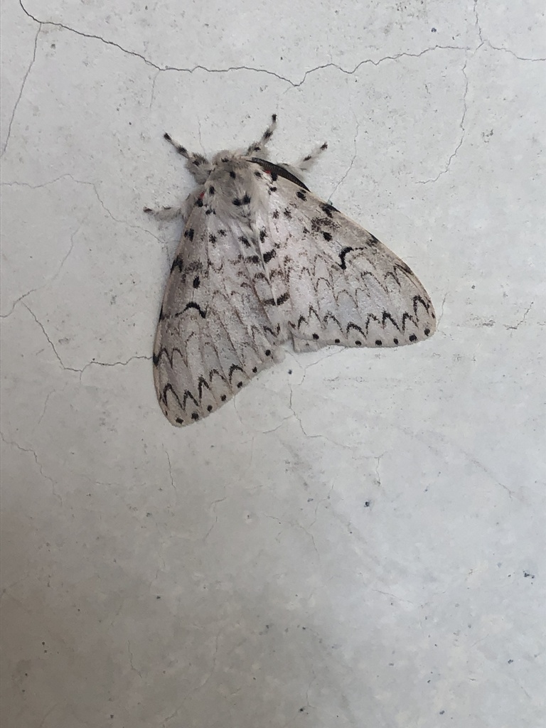 Lymantria brotea from Than Sadet-Ko Pha-Ngan National Park, Ko Pha-ngan ...