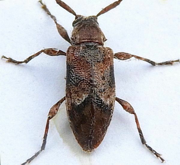 Alpha Long-horned Beetle from Kenhorst, PA 19607, USA on July 17, 2024 ...