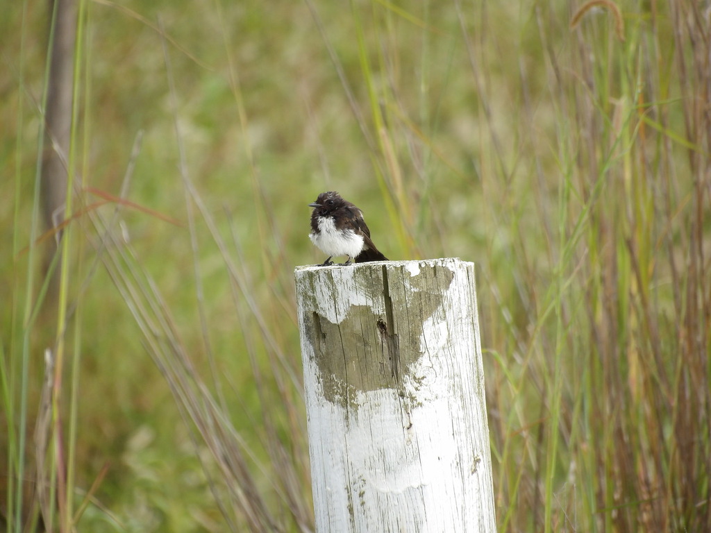 Willie-wagtail from Upper Corindi NSW 2456, Australia on January 10 ...