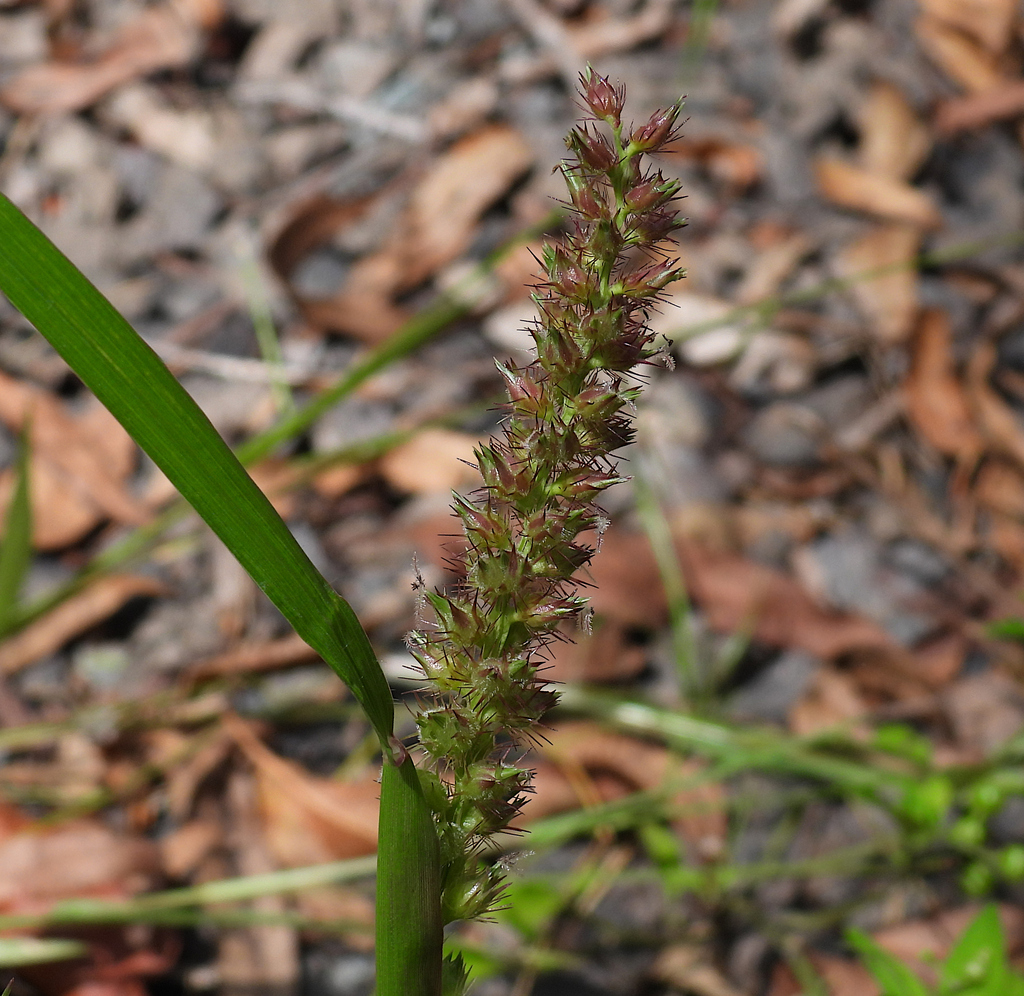 Southern Sandbur from Wahminda Park, Ferny Hills QLD, Australia on ...