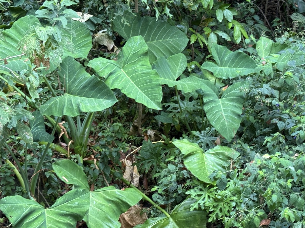 Arrowleaf Elephant's Ear from El Tepozteco National Park, Tepoztlán ...