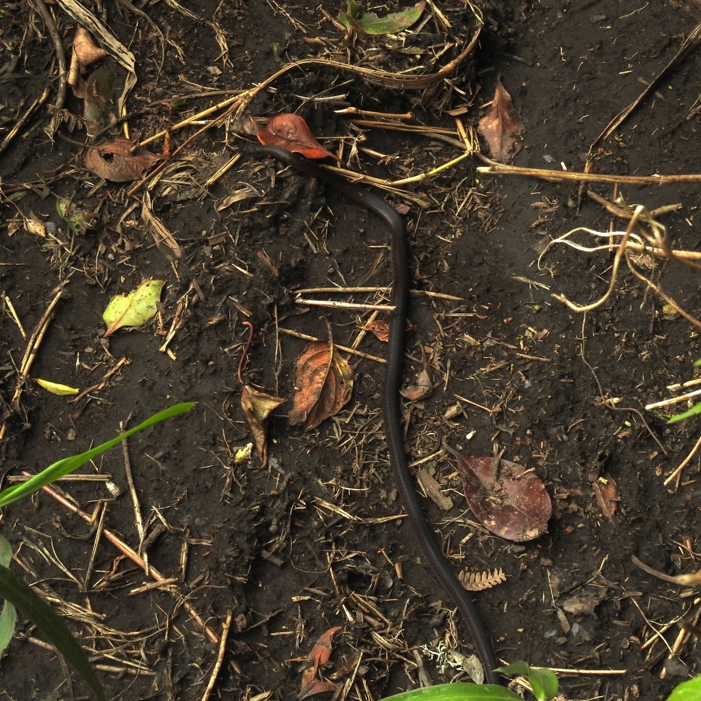 Bluebelly Java Snake in January 2025 by Galih Alamsyah · iNaturalist