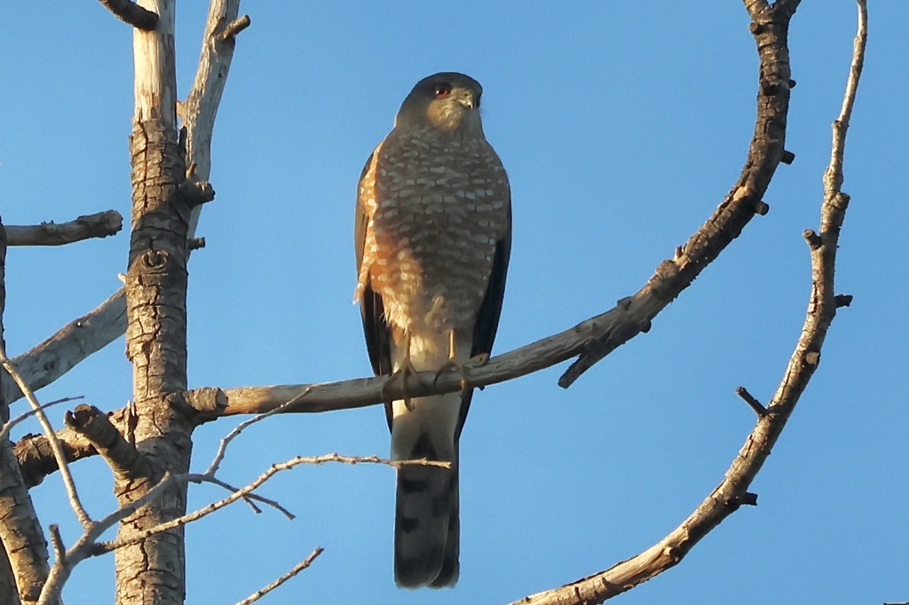 Sharp-shinned Hawk from Fair Oaks, CA, USA on January 8, 2025 by ...