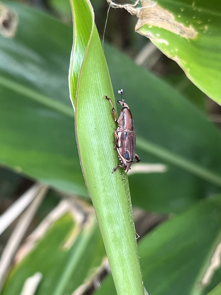Sphenocorynes ocellatus in January 2025 by Nakatada Wachi · iNaturalist