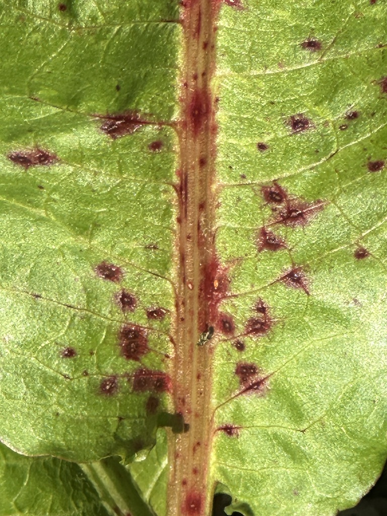Red Dock Spot from Fair Oaks, CA, USA on January 10, 2025 by ...