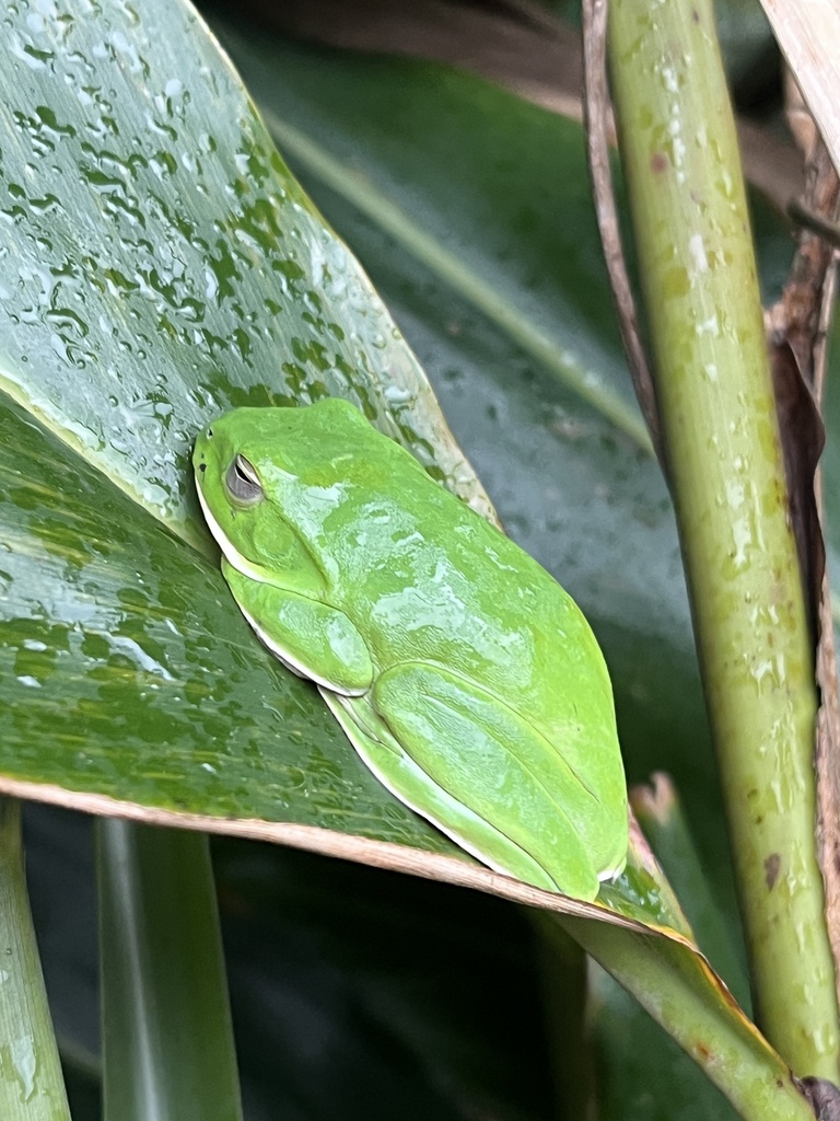Owston's Green Tree Frog in January 2025 by Nakatada Wachi · iNaturalist