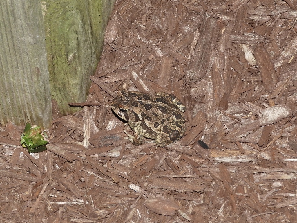 Fowler's Toad from Fort Lewes Ct, Lewes, DE, US on July 20, 2019 at 11: ...