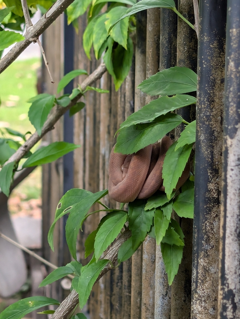 Amethyst Python from Tagai State College (Yam Island Campus), Iama ...