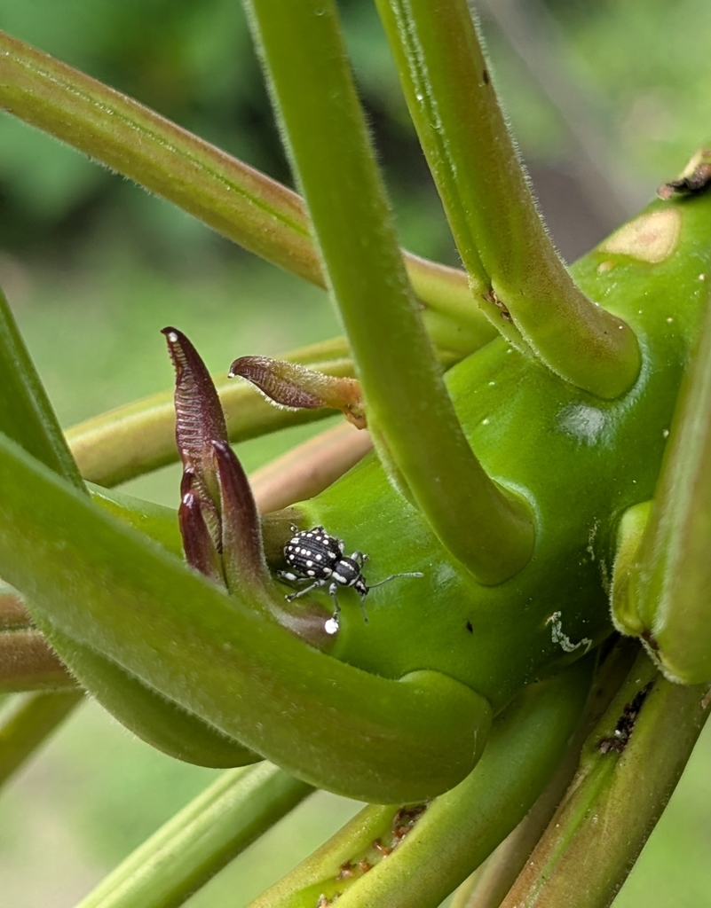 Oribius gestroi from Tagai State College (Yam Island Campus), Iama ...